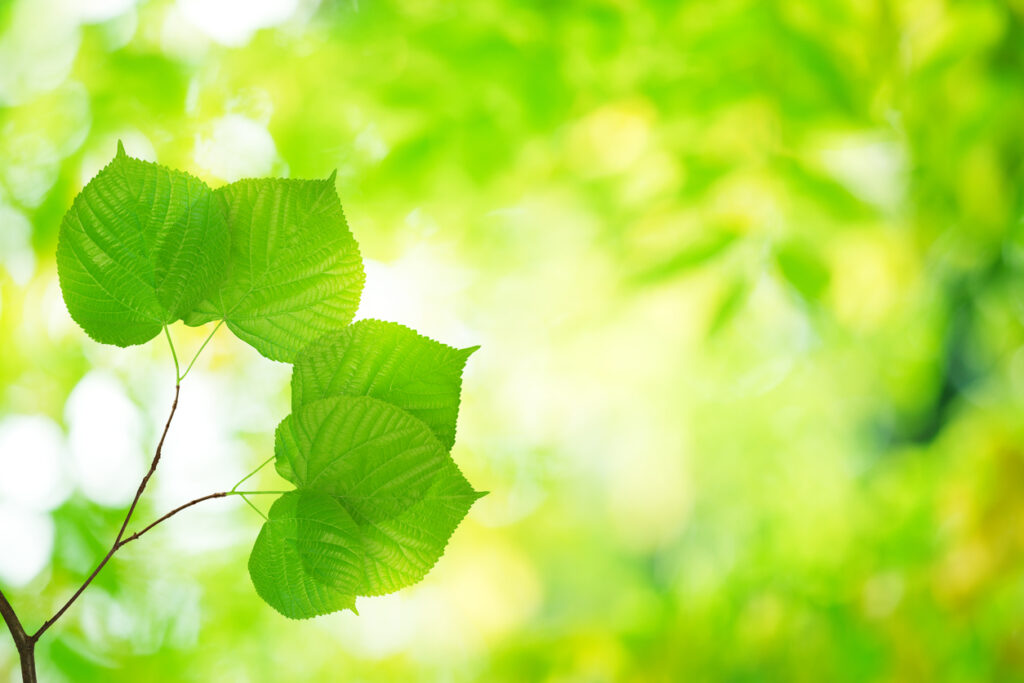 Linde - In diesem Steckbrief lernen Sie den Baum kennen