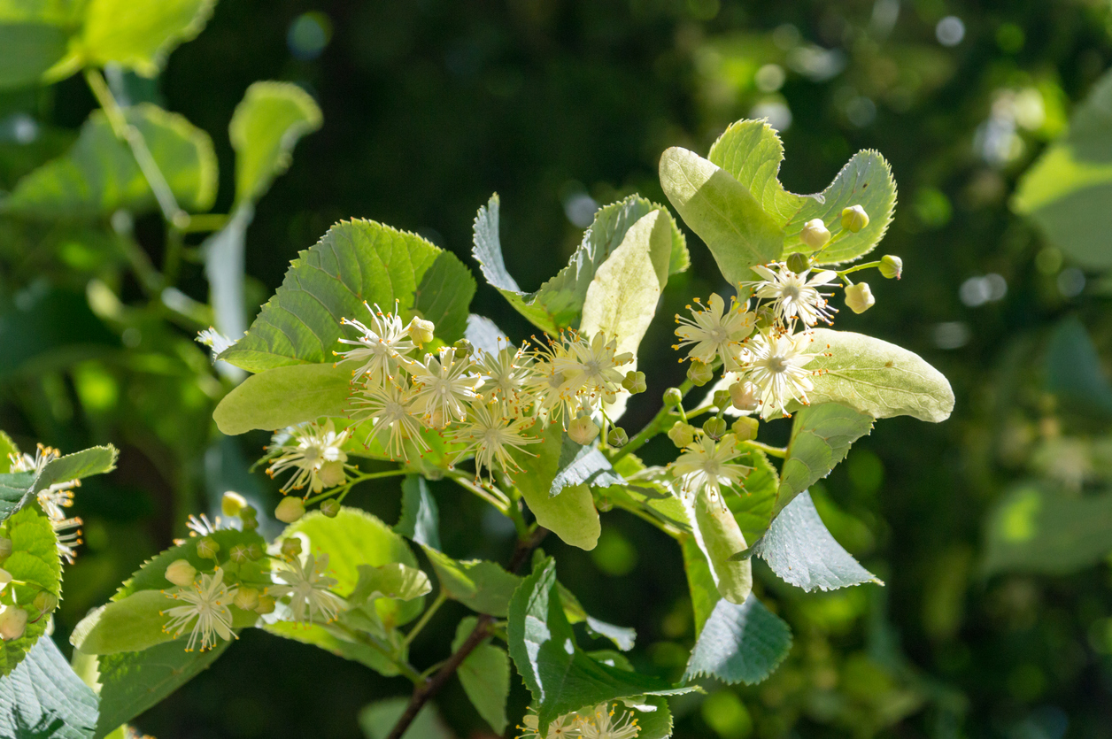 Linde - In diesem Steckbrief lernen Sie den Baum kennen