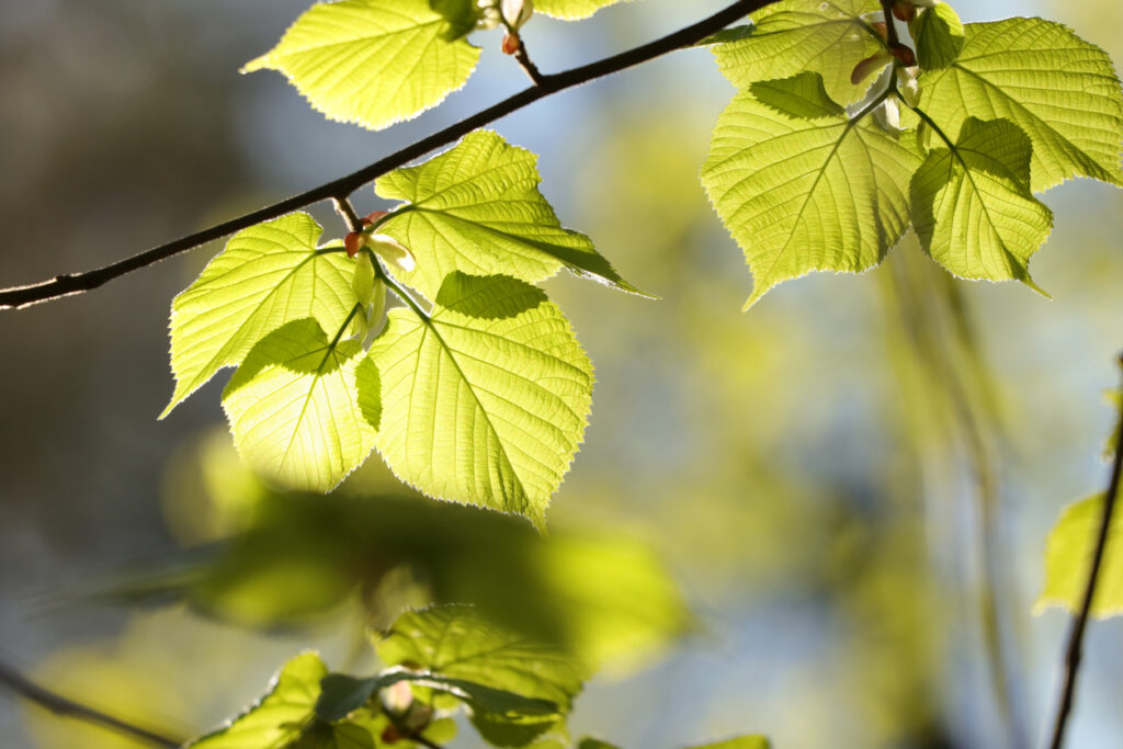 Linde - In diesem Steckbrief lernen Sie den Baum kennen