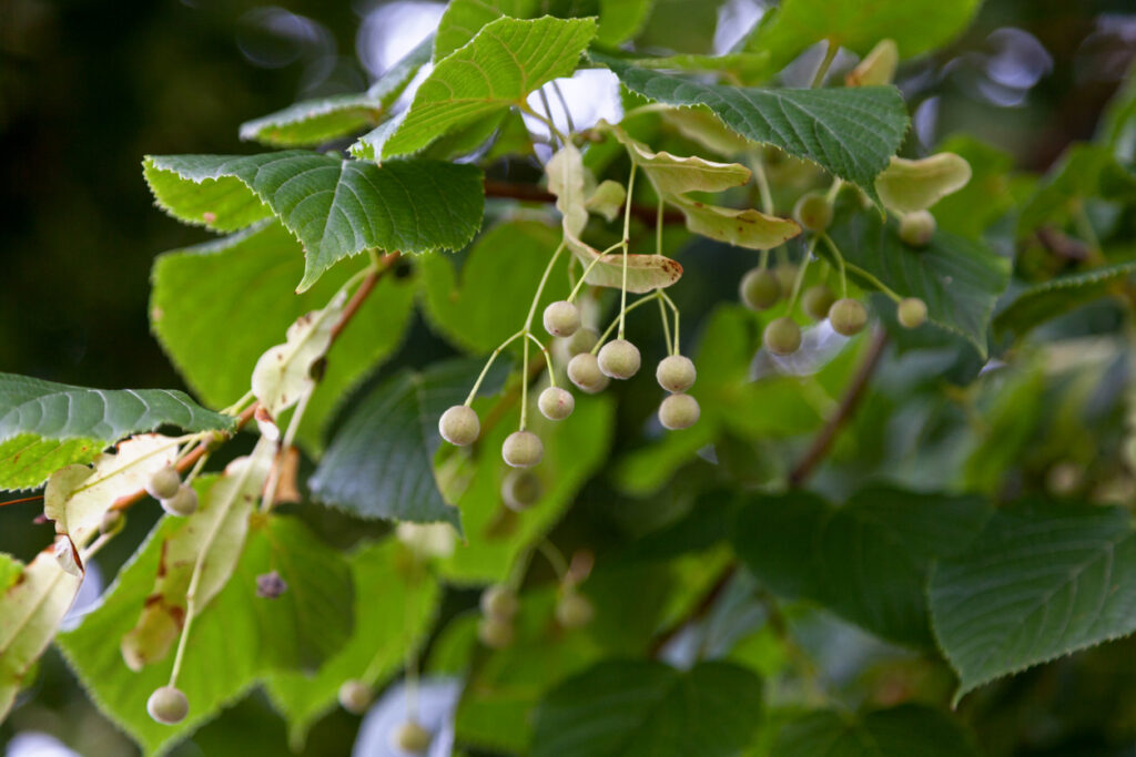 Die Samen der Linde - Das sind die Besonderheiten