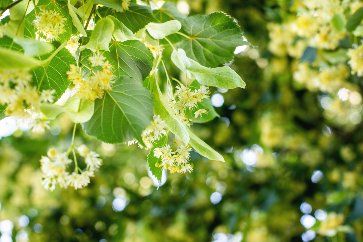 Die Blüte der Linde - Wann zeigt sie sich?