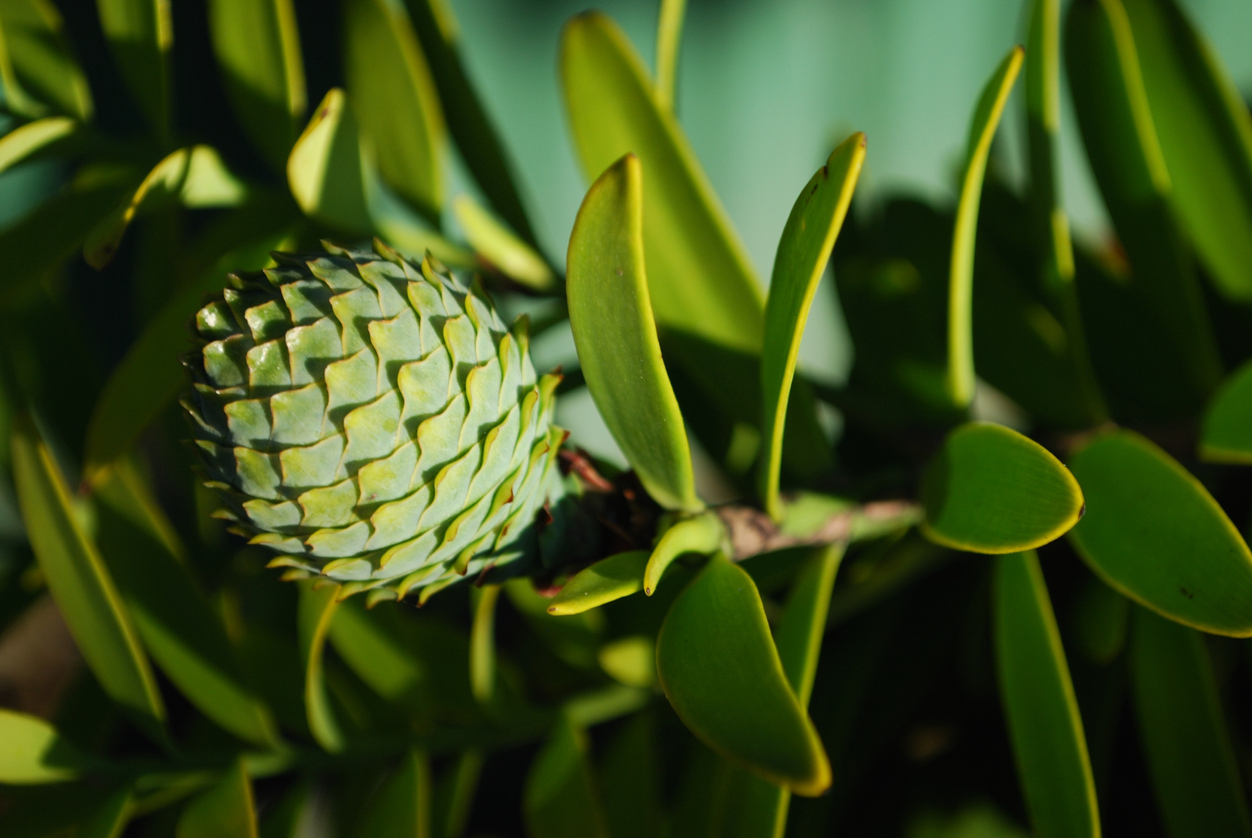 Conifers with Leaves: Definition, Types & Facts