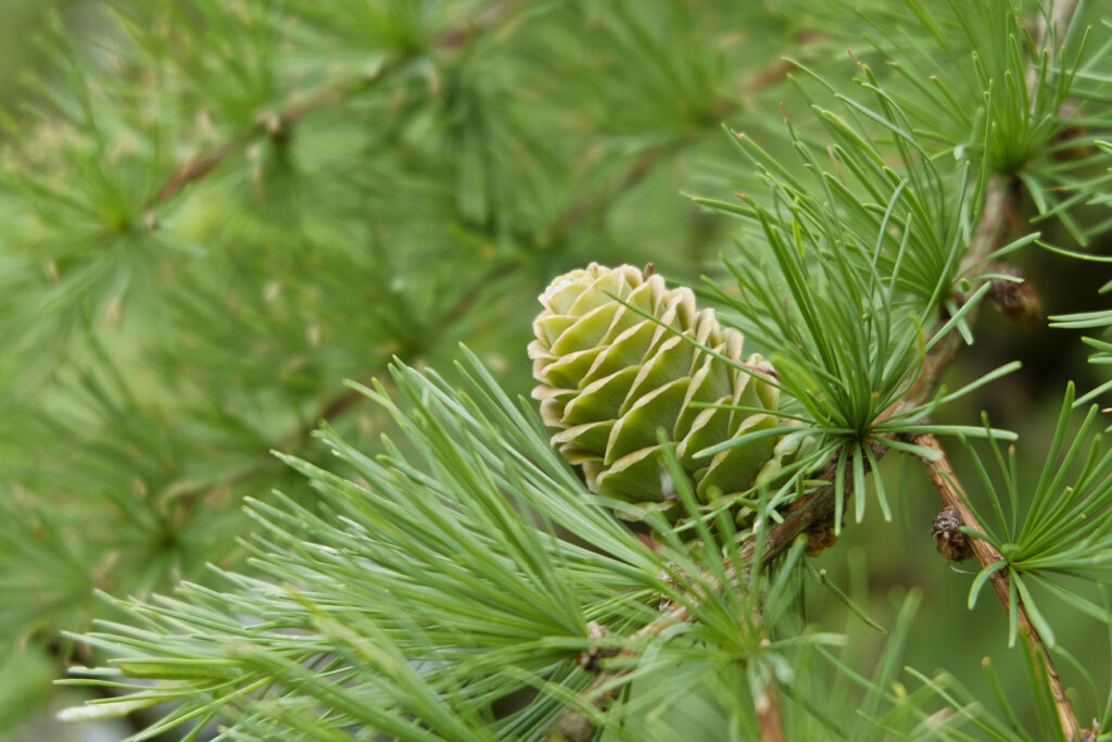 Der Nadelbaum als Tiefwurzler - Die Vor- und Nachteile