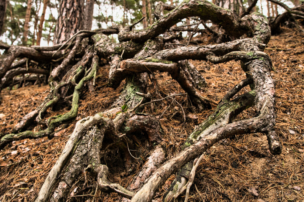 Der Nadelbaum als Tiefwurzler - Die Vor- und Nachteile
