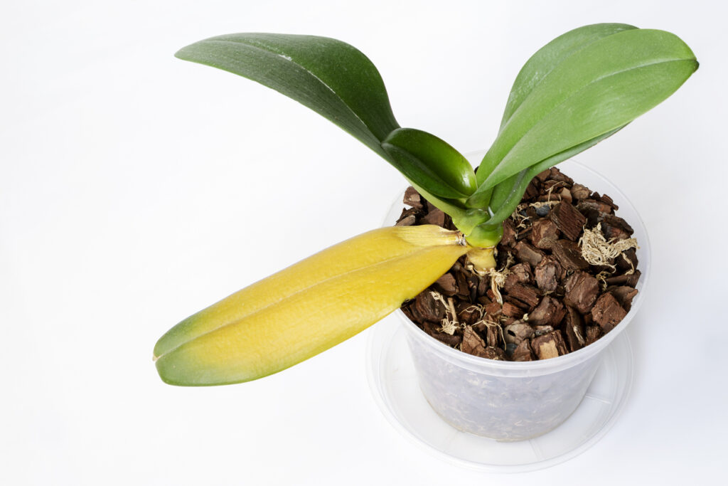 Extraordinary Yellowing Orchid Leaves Photos