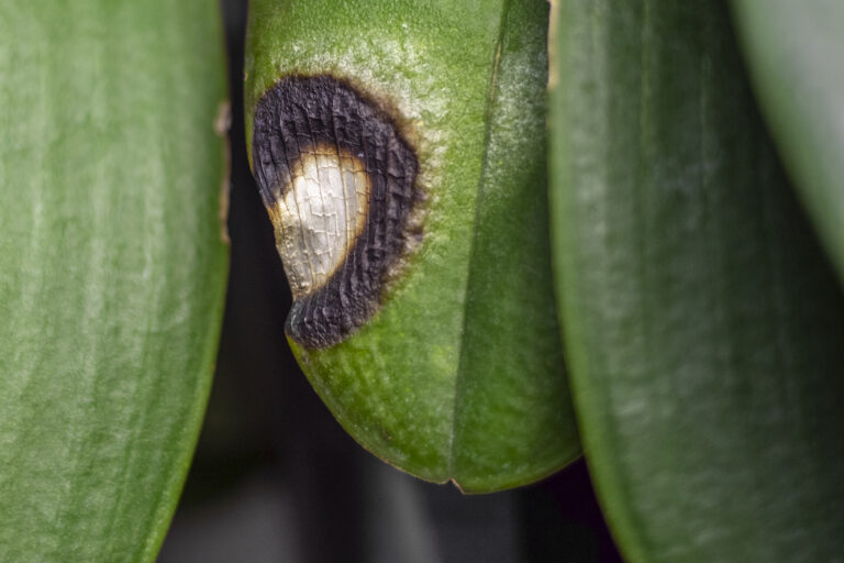 Orchideen Braune Flecken