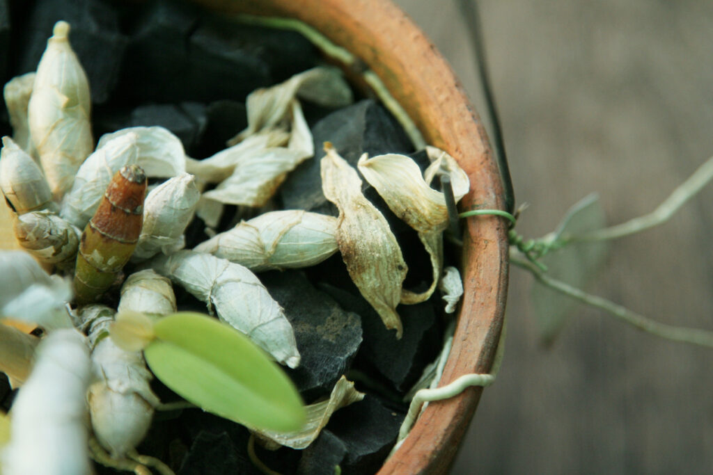 Orchidee Verliert Alle Blatter