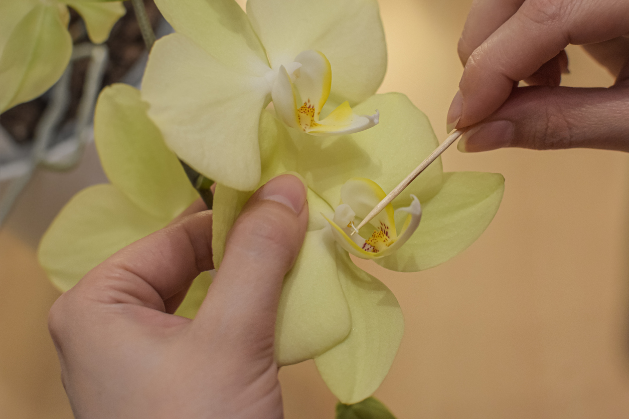 Orchideen vermehren - Tipps und Kurzanleitung
