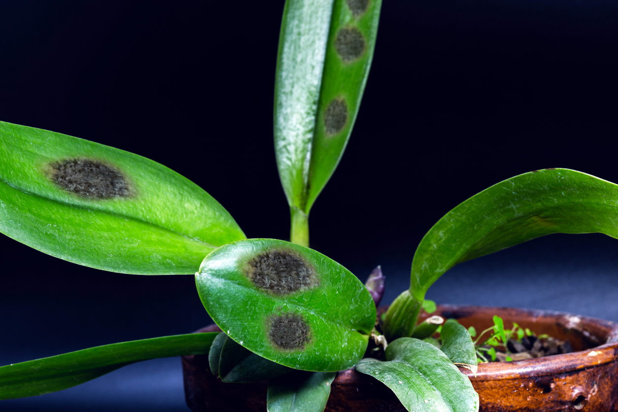 Orchidee Krankheiten Bilder