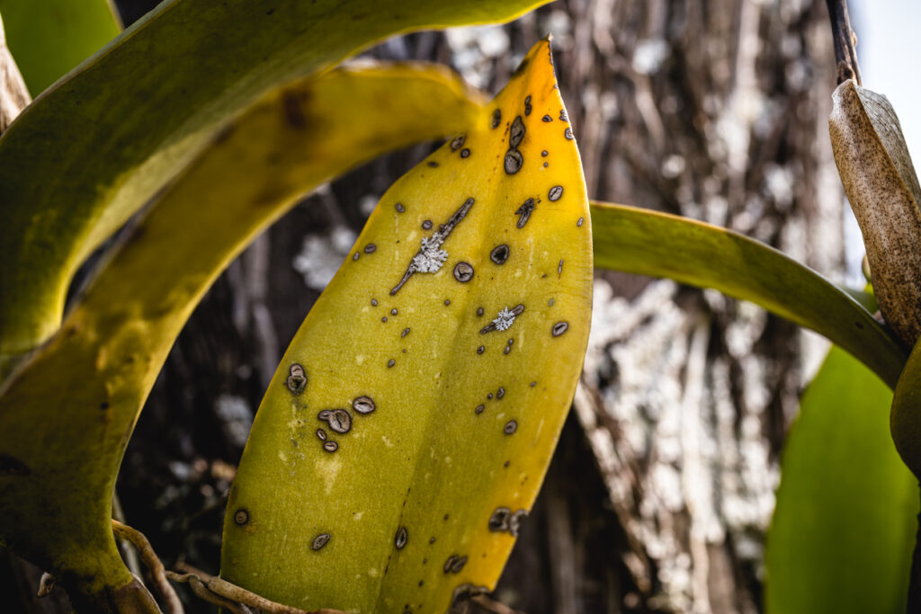 Pilzbefall Bei Orchideen