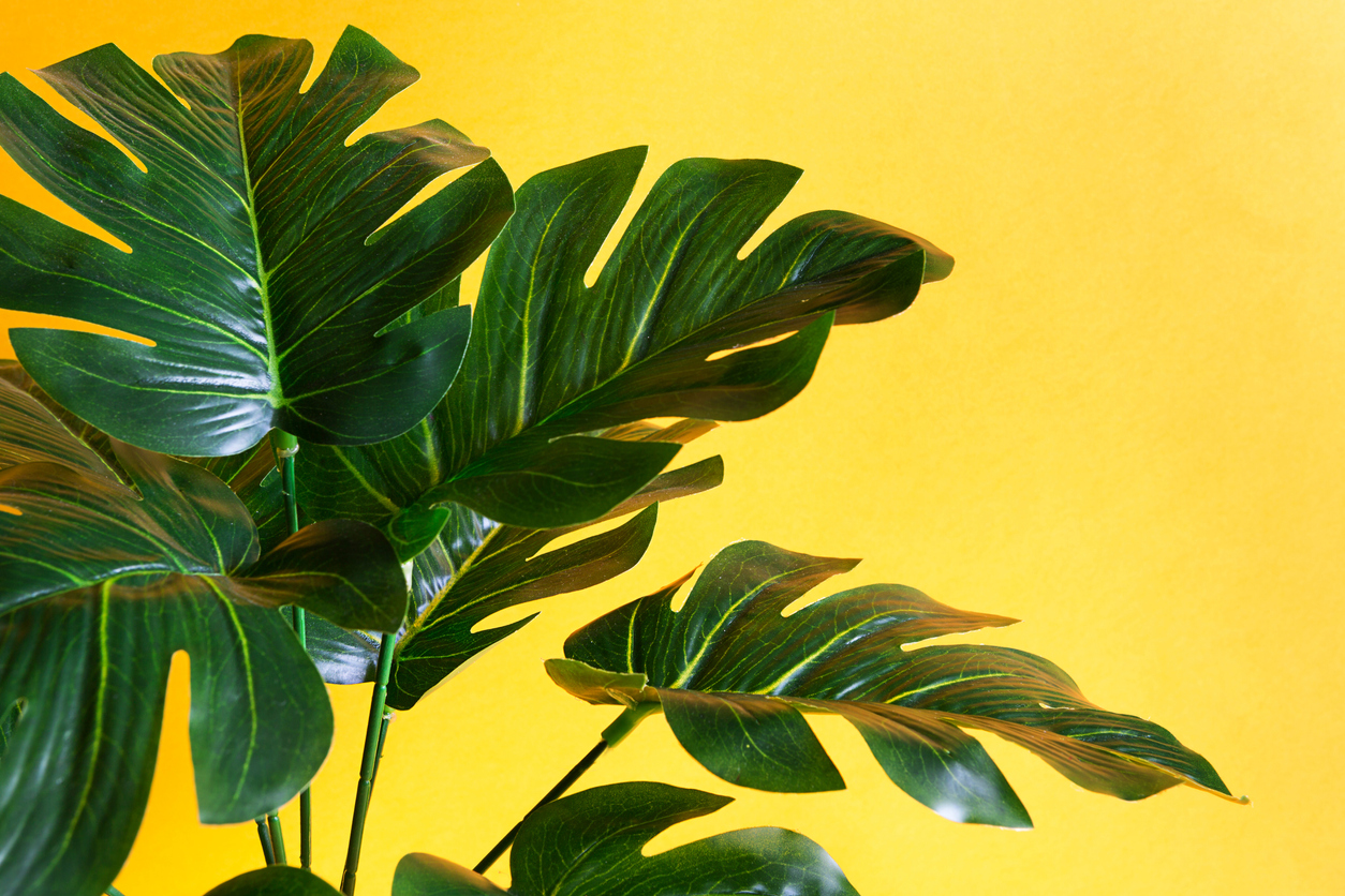 How to Prune Philodendron: Best Tips for Success