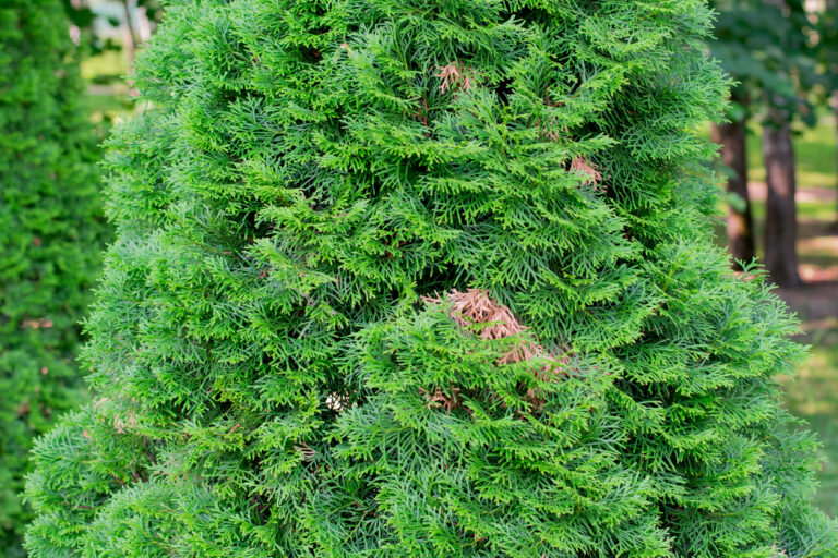 Thuja Braun Bittersalz