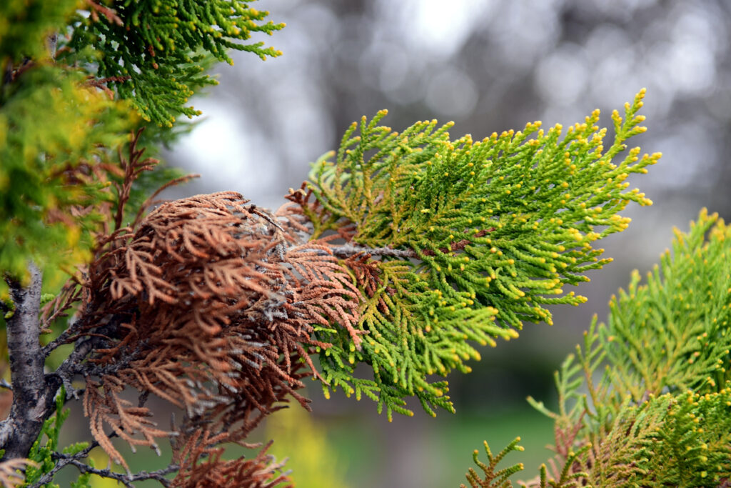 Thuja Braune Spitzen