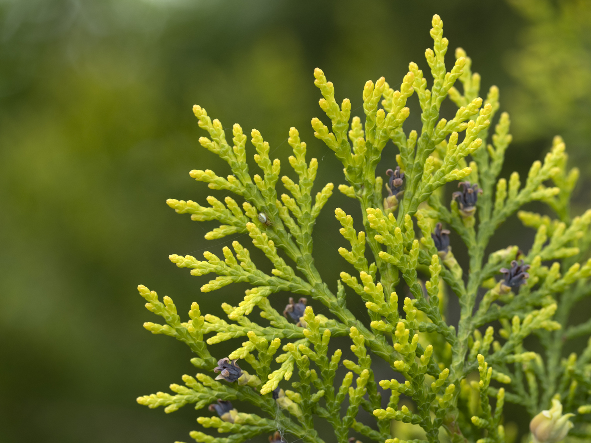 How to Grow Thuja: Tips and Quick Guide