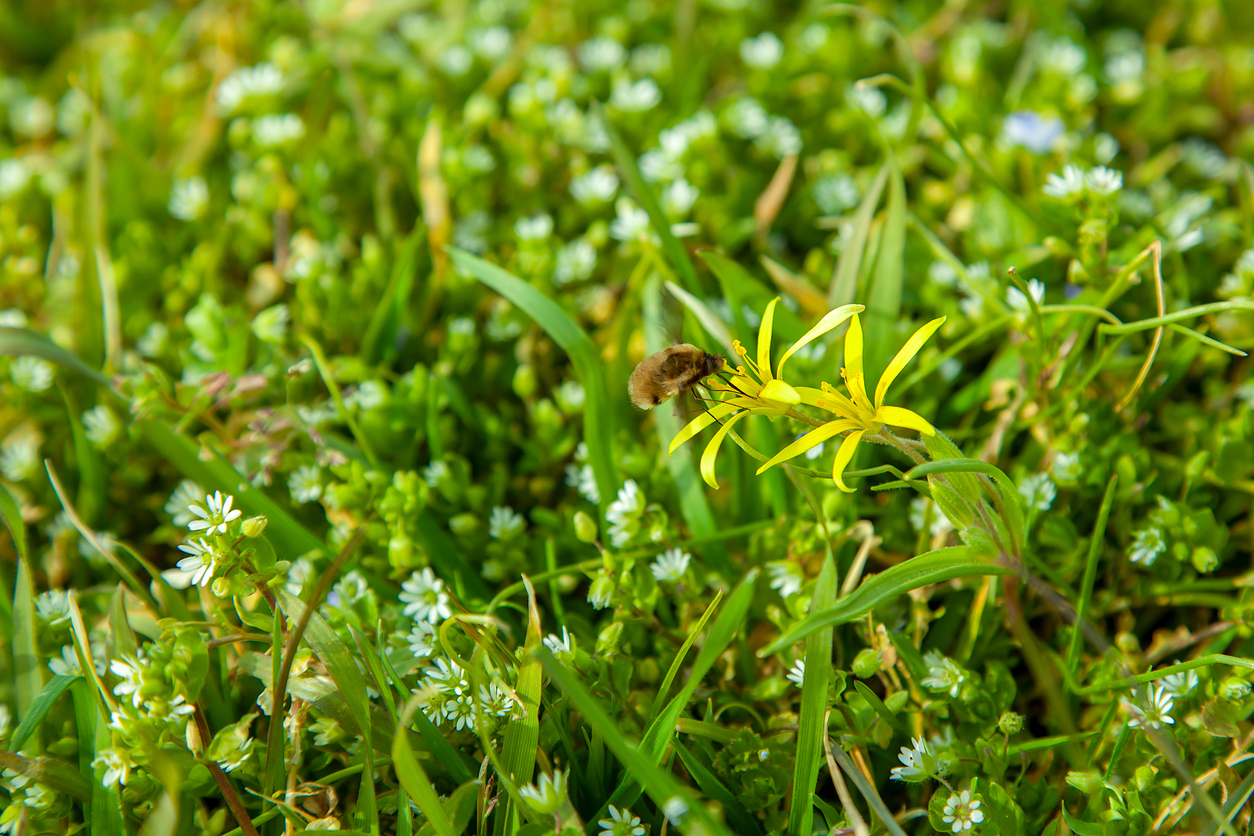 Vogelmiere-Samen - Merkmale, Verbreitung und Aussaat