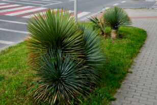 Yucca Palme Braune Spitzen