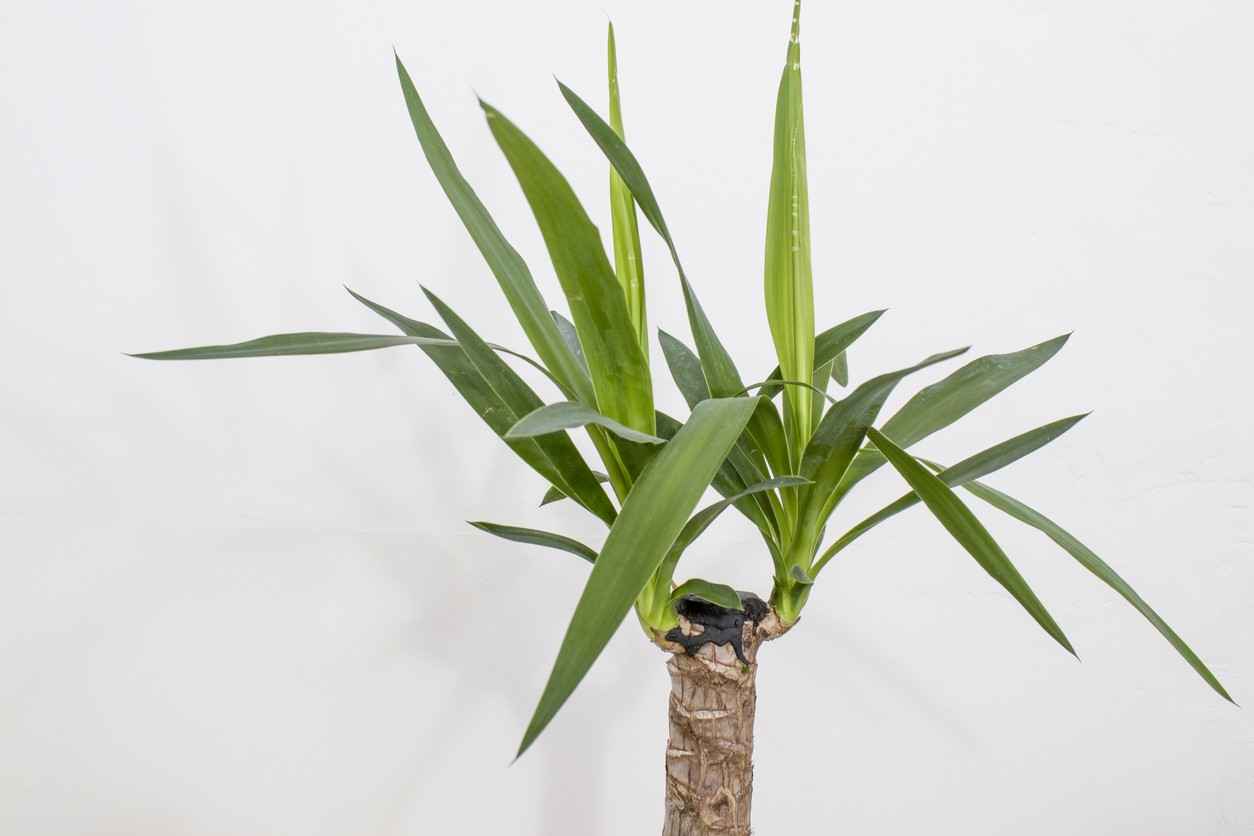Yucca Palme Braune Spitzen
