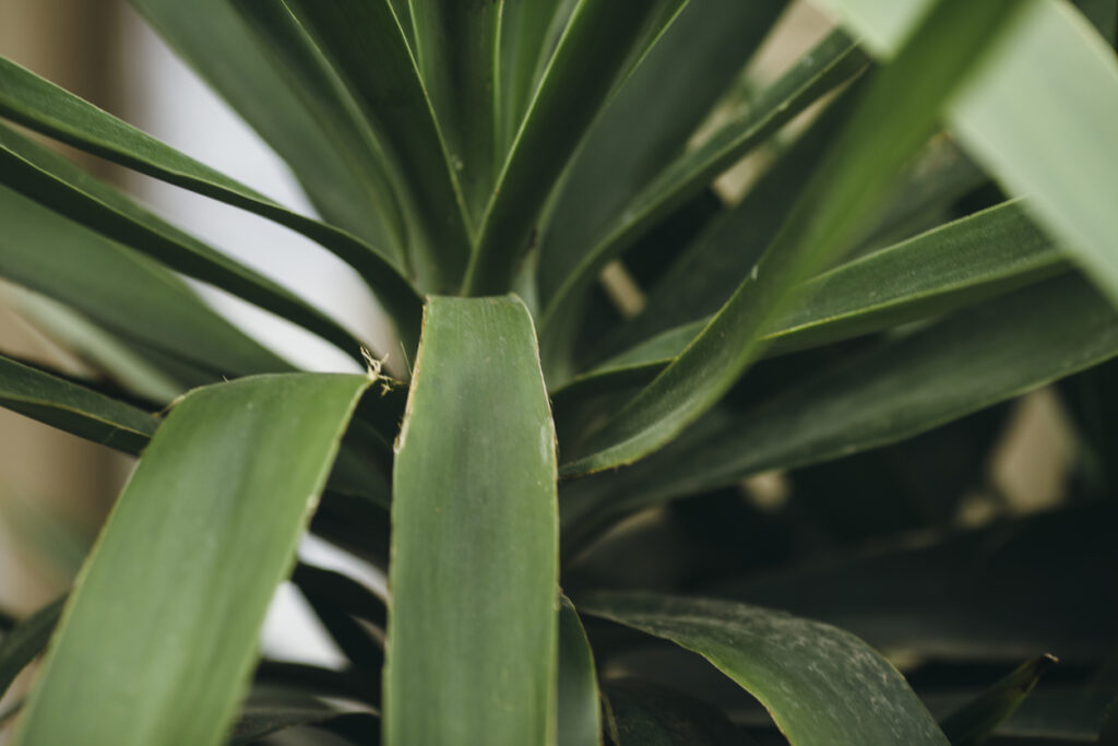 Yucca Palme Krankheiten Bilder