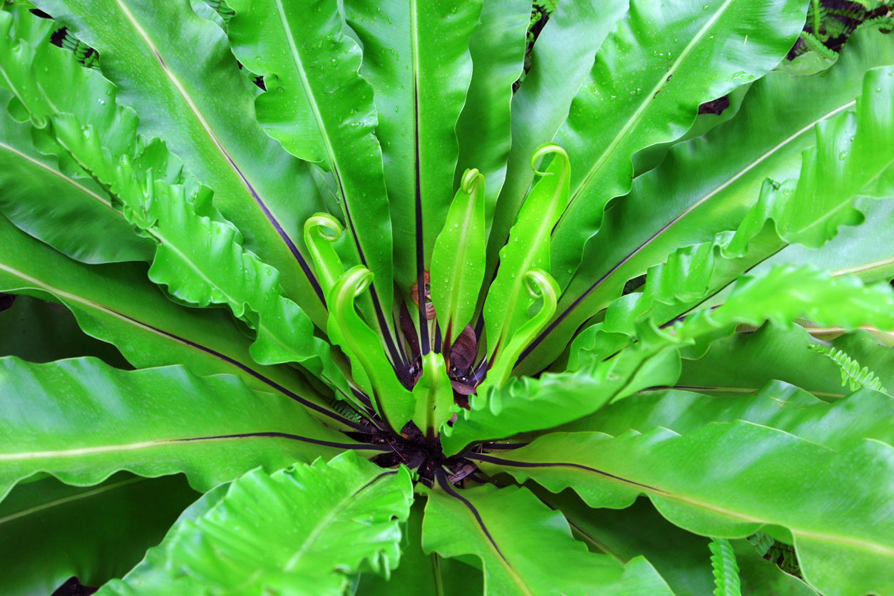 Common House Ferns: Identification and Care Guide