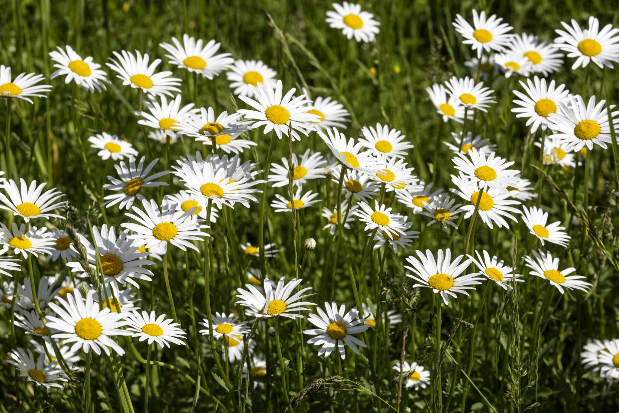 7 Most Popular White Flowers