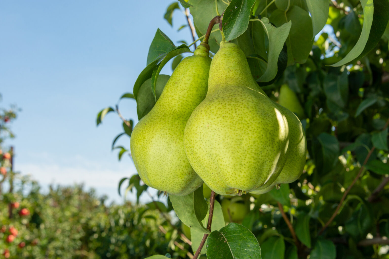 Die 7 beliebtesten Spalierbäume + 1 Geheimtipp