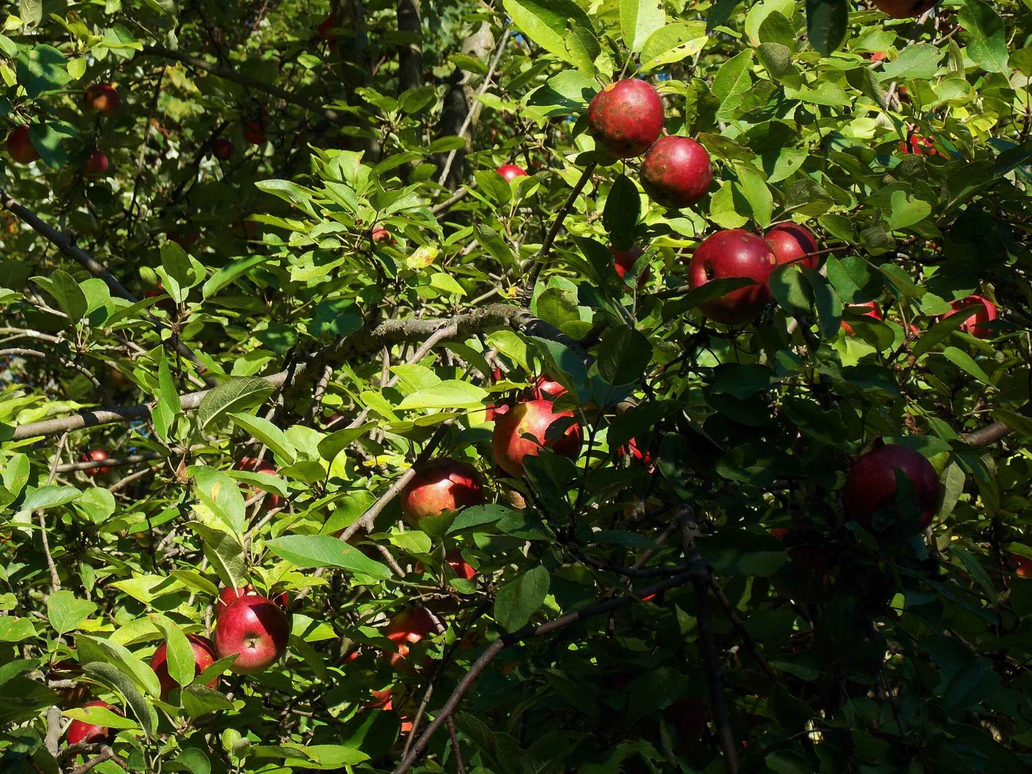 The 7 Most Popular Climacteric Fruits