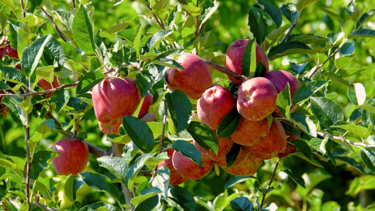 Die 7 beliebtesten Pflanzen mit roten Früchten