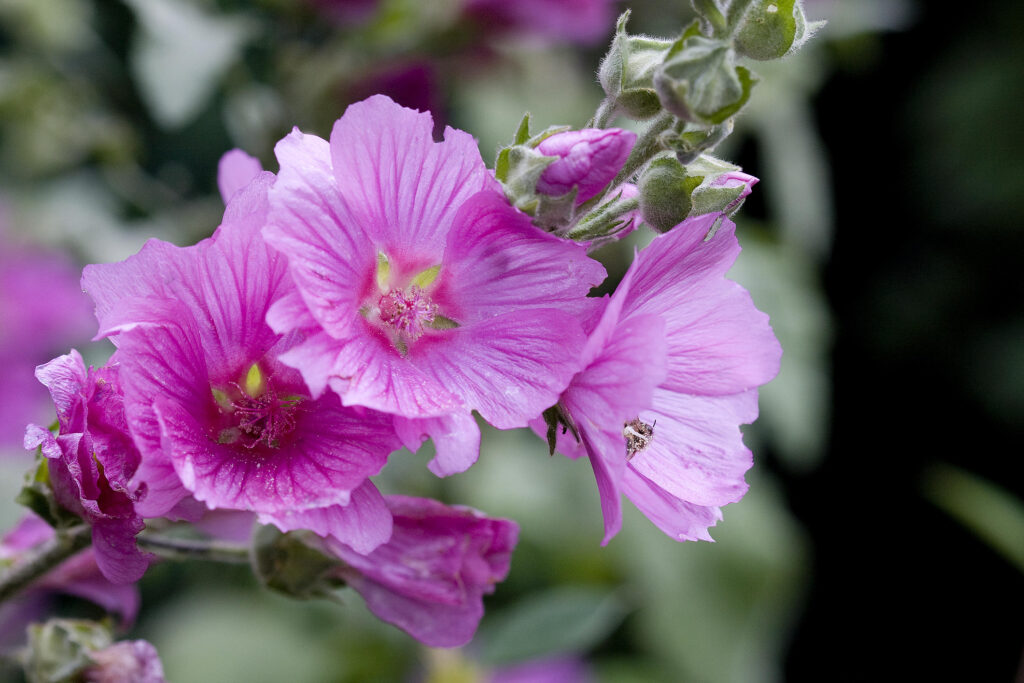 Die 7 beliebtesten Malvengewächse