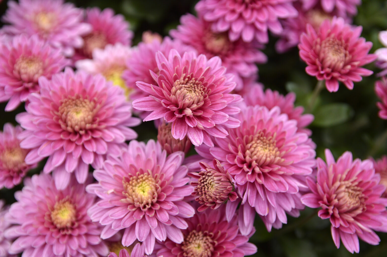 Die 7 beliebtesten Grabblumen