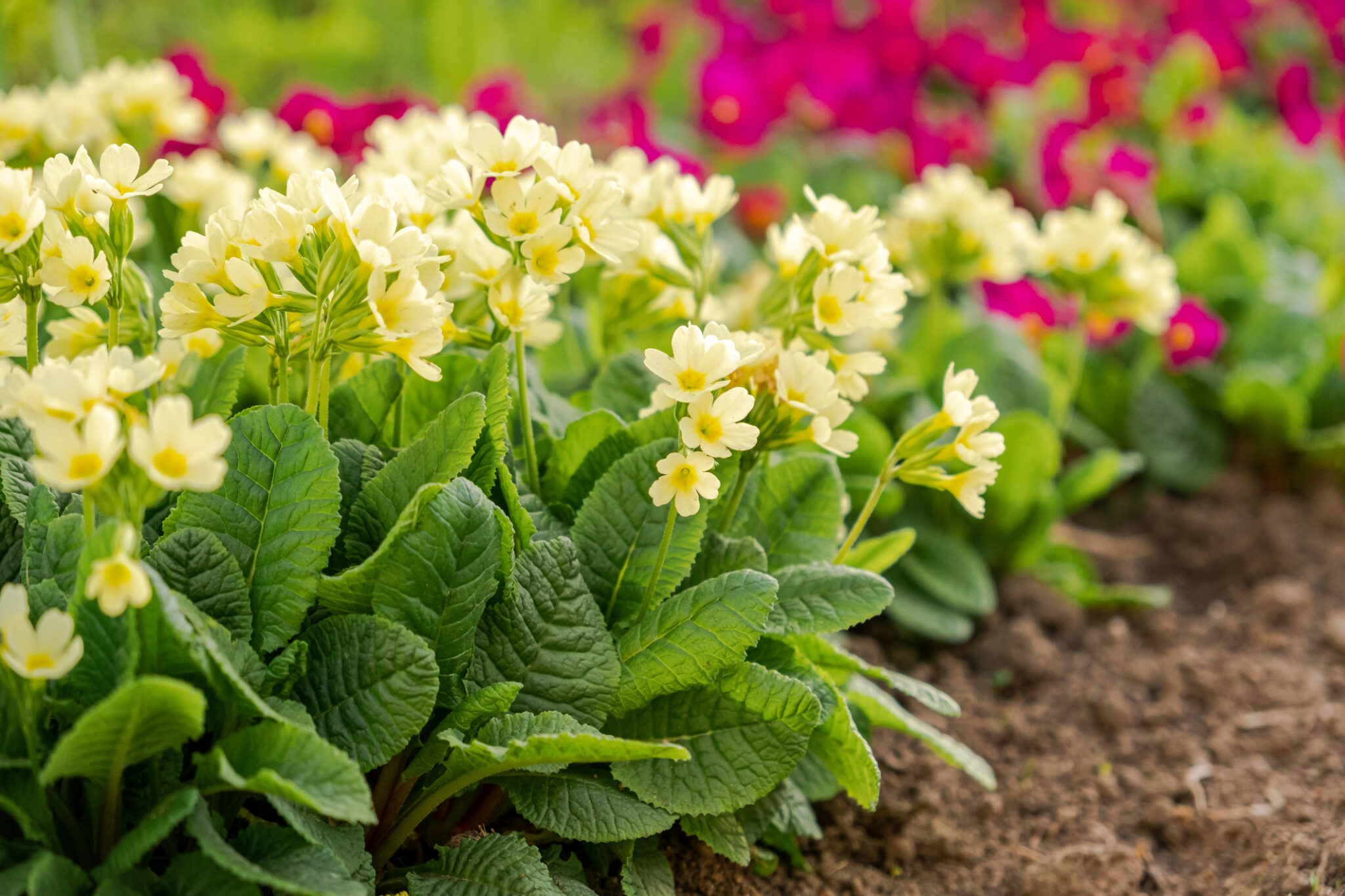 Gelbe Blumen Im Garten