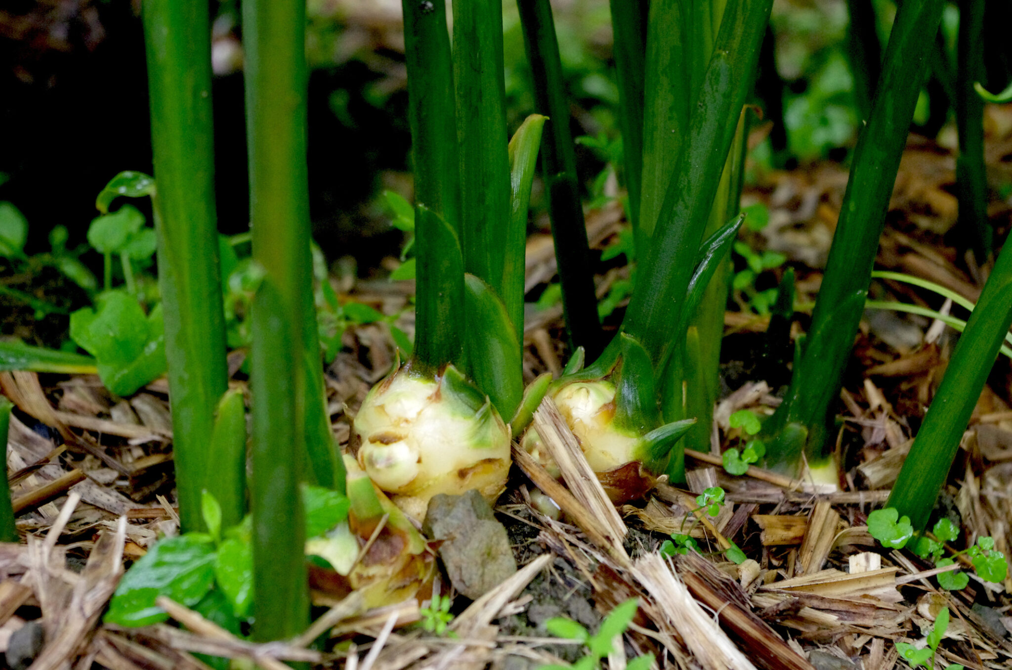 Die 7 beliebtesten exotischen Blumen