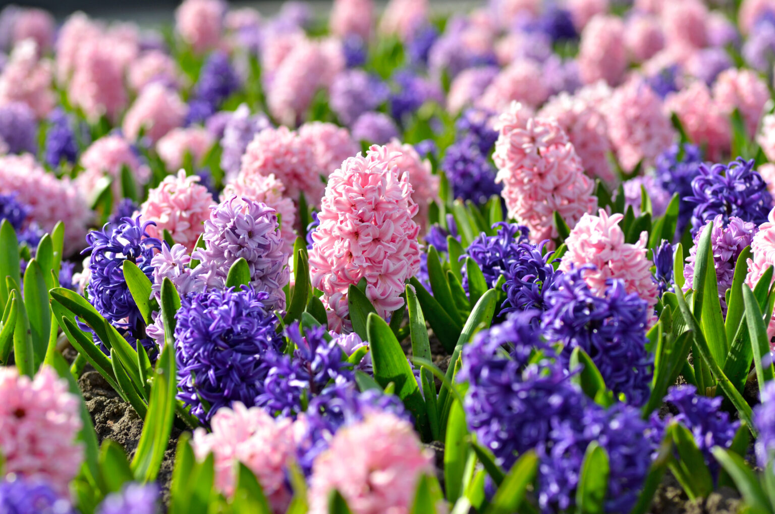 Die 7 beliebtesten mehrjährigen Blumen