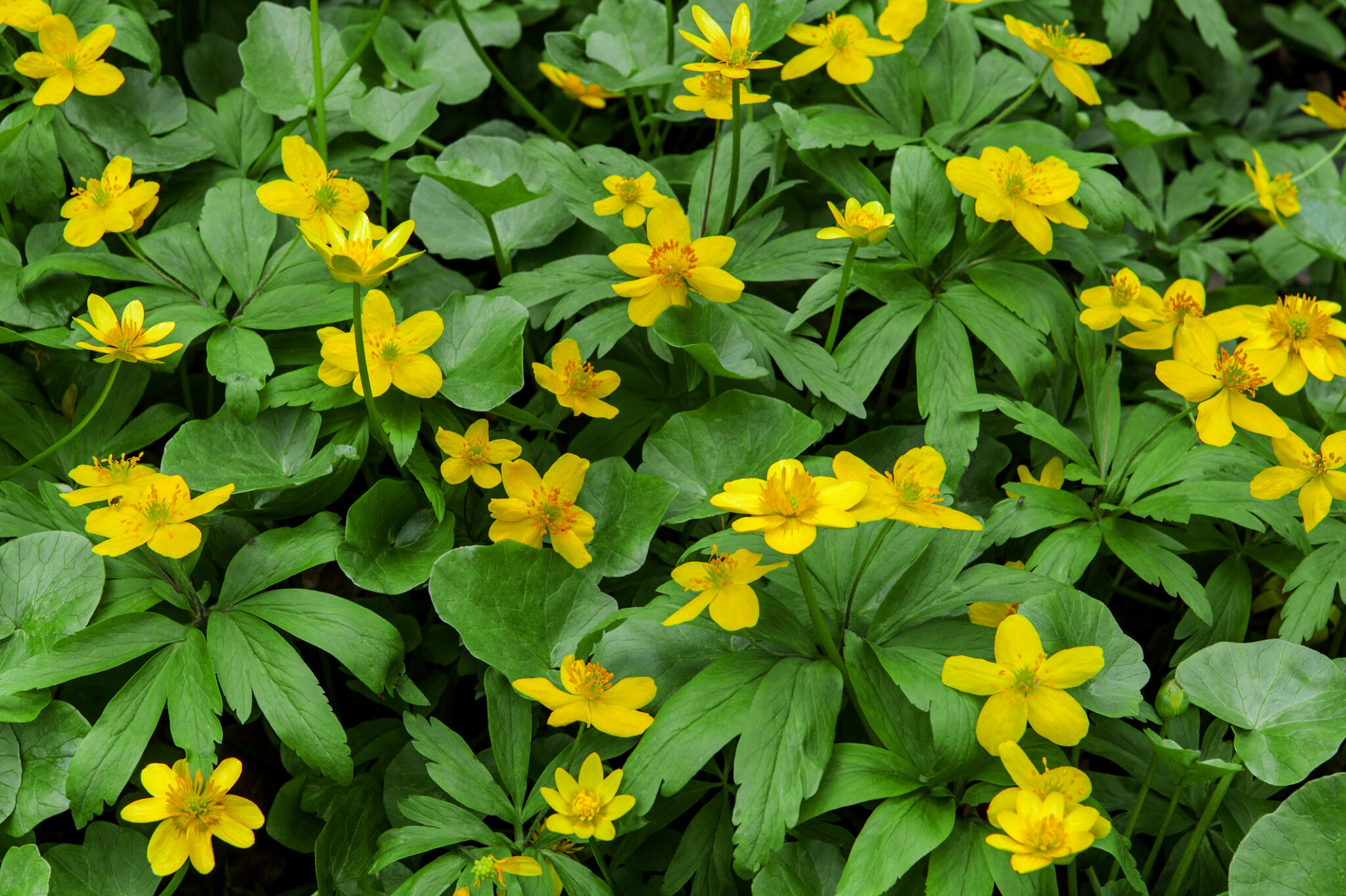 Die 7 beliebtesten gelben Wiesenblumen