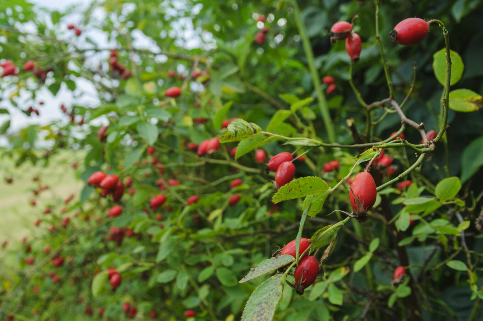 Die 7 beliebtesten Pflanzen mit roten Früchten