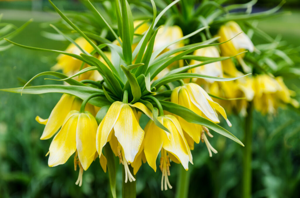 Die 7 beliebtesten gelben Frühlingsblumen