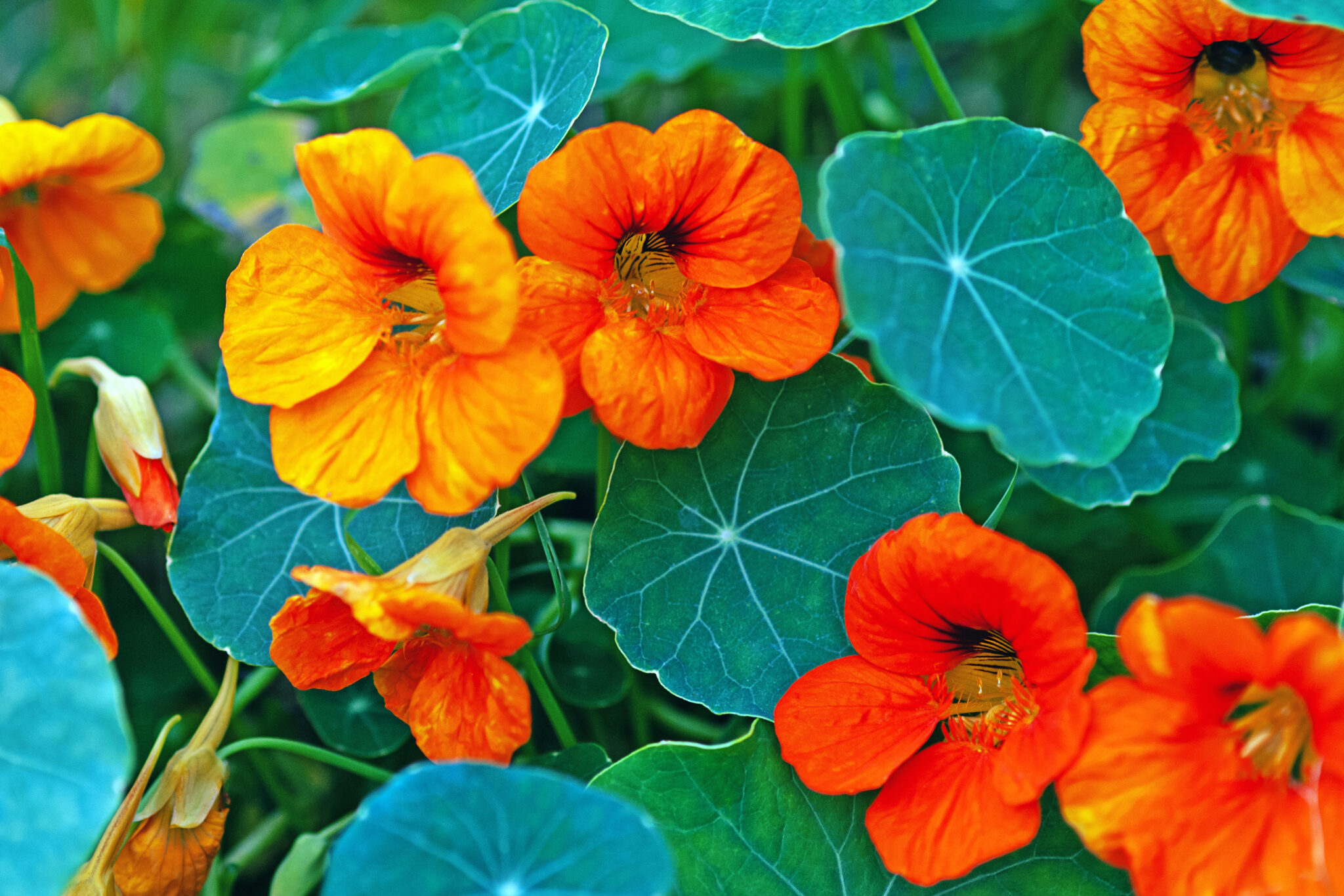 The 7 Most Popular July Flowers