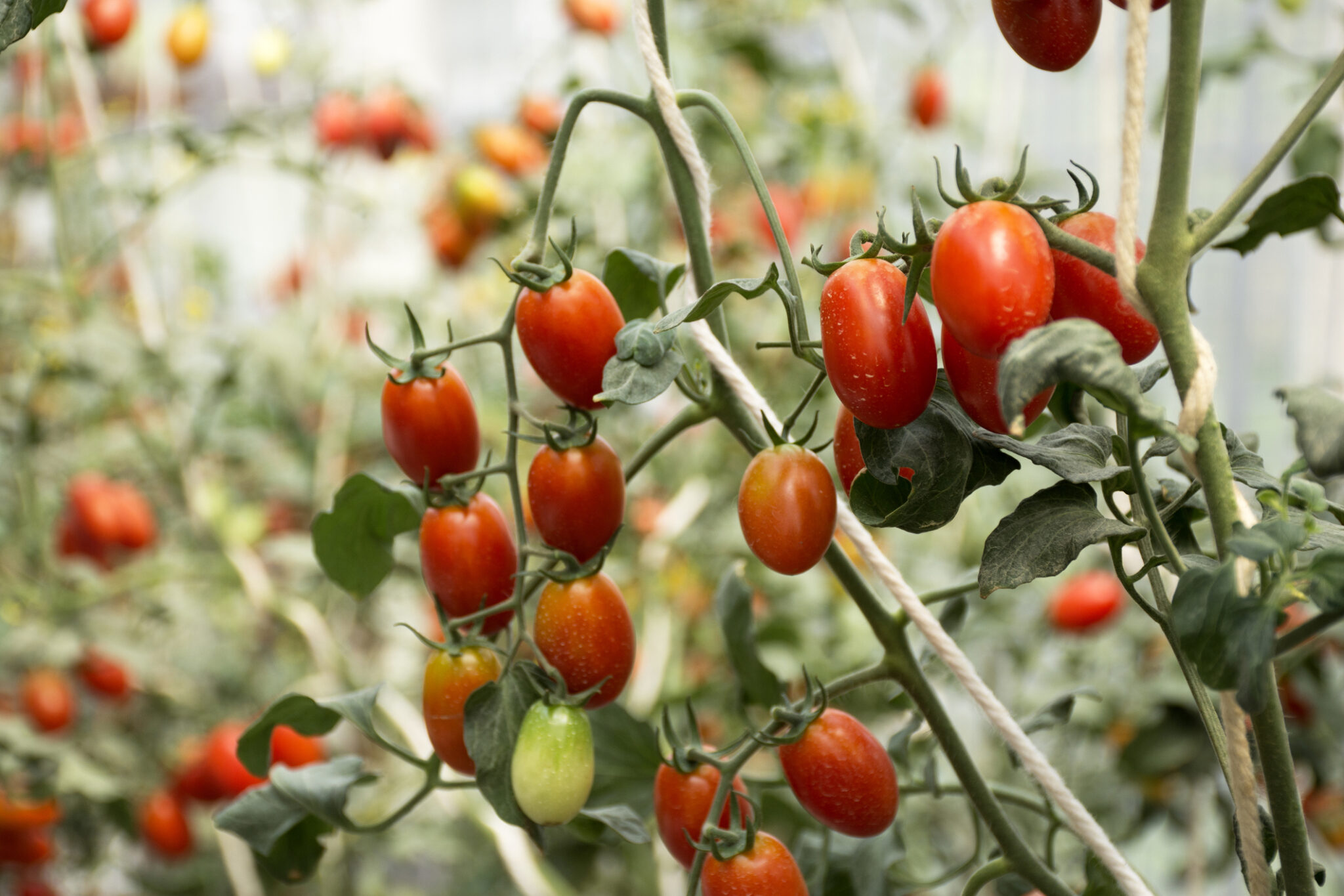 7 Best Heirloom Tomato Varieties to Grow