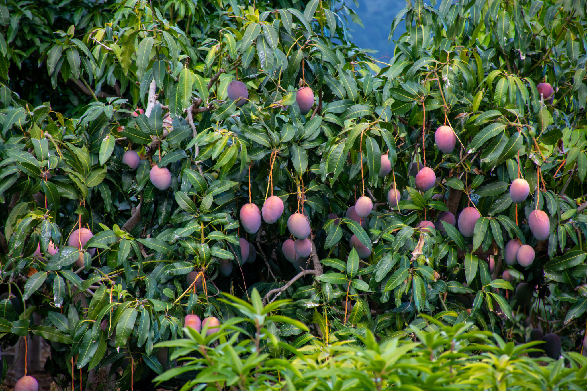 Mango Pflanze Kaufen