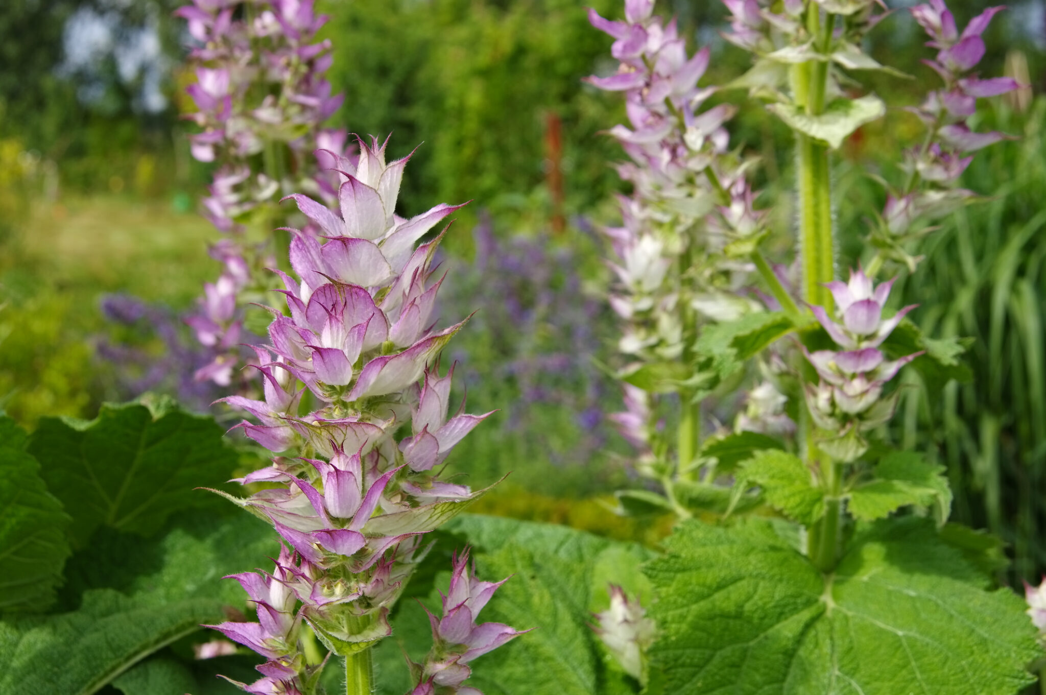 7 Most Popular Native Wildflowers