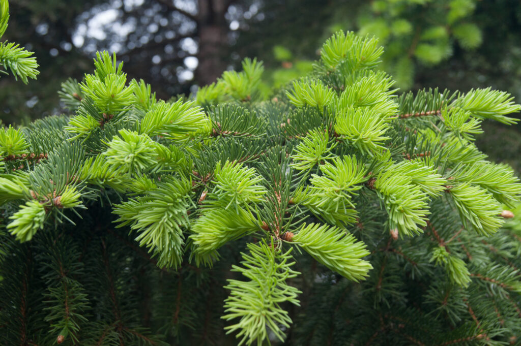 Die 7 beliebtesten Arten von Nadelbäumen