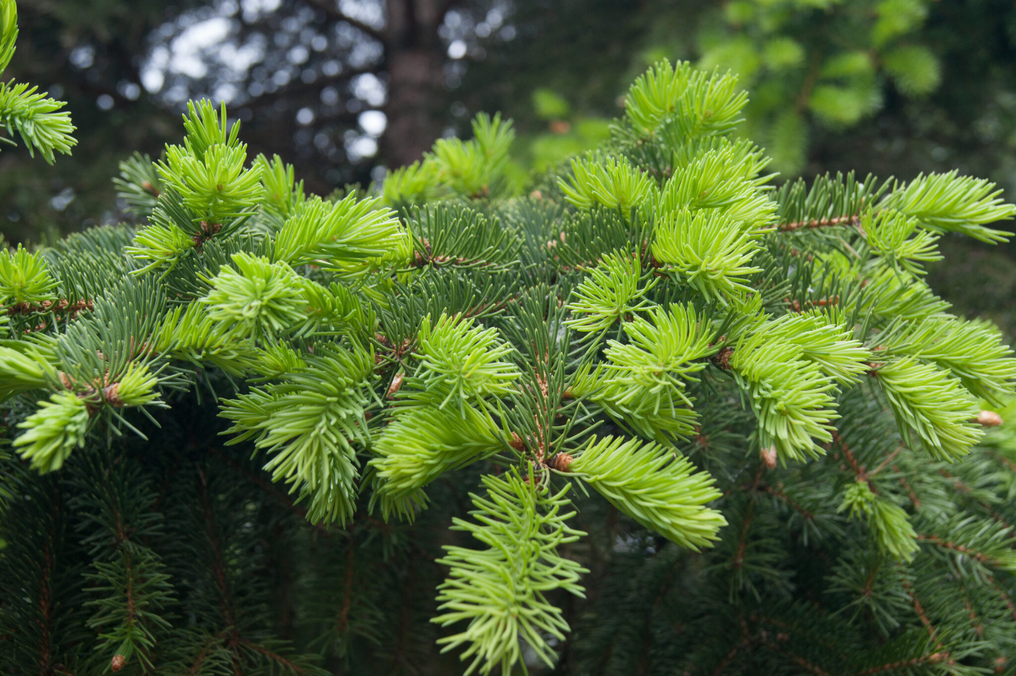 Die 7 beliebtesten Arten von Nadelbäumen