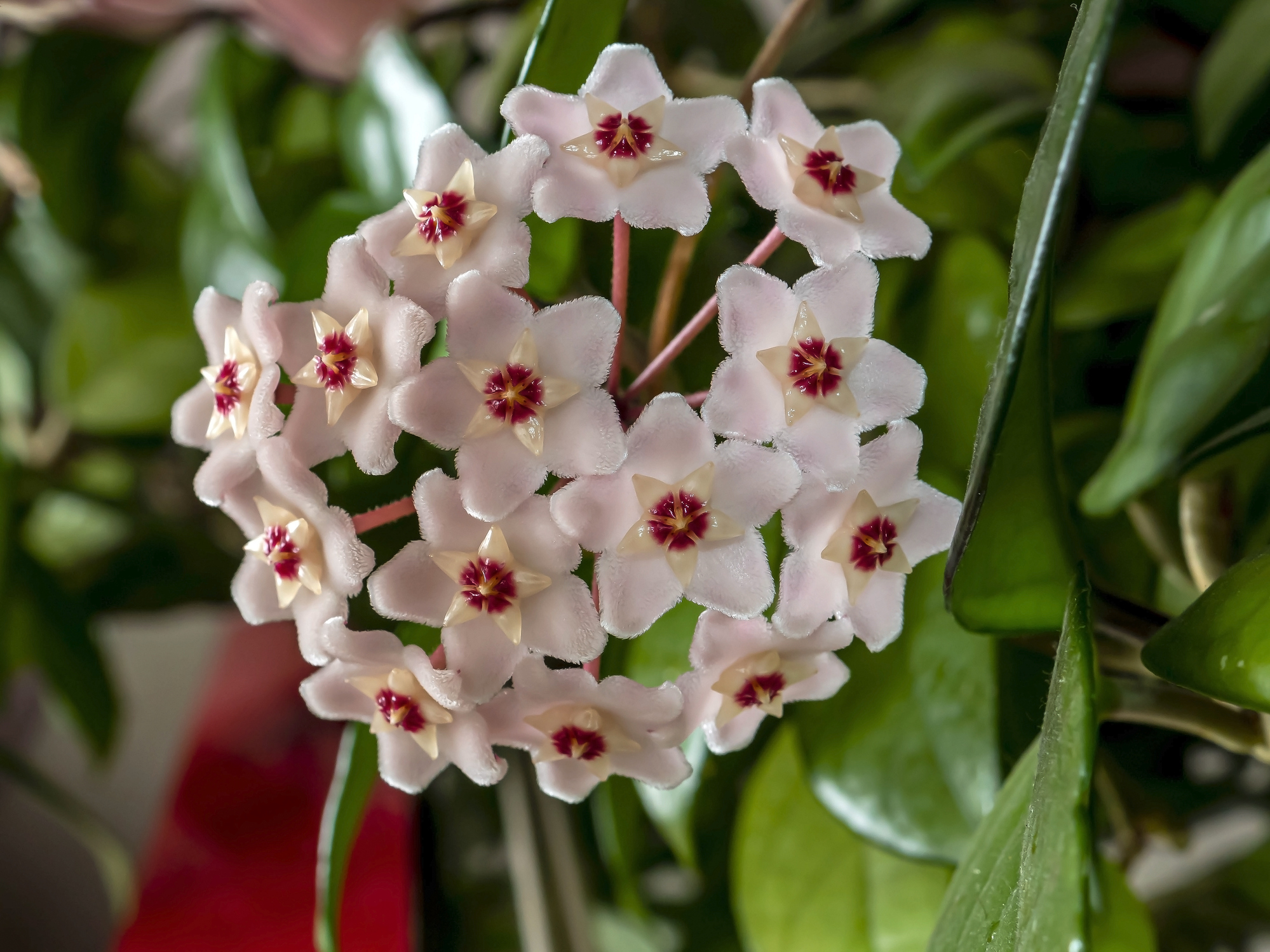 Die 7 beliebtesten rankenden Zimmerpflanzen