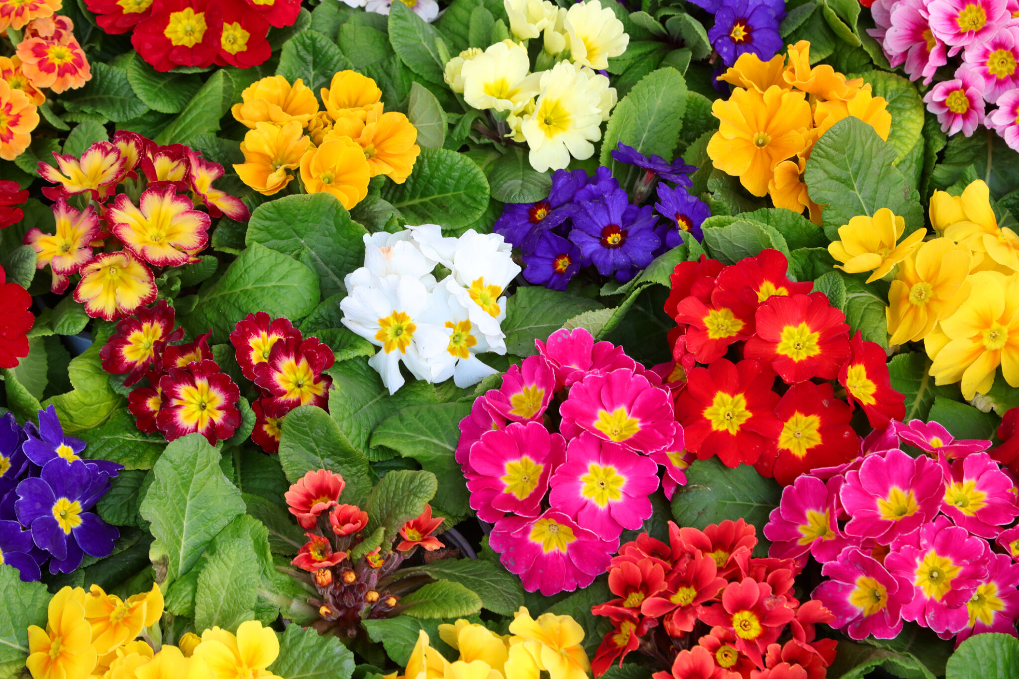 Die 7 beliebtesten Blumen im März