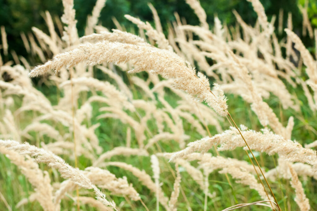 Die 7 beliebtesten Gräser für Kübel