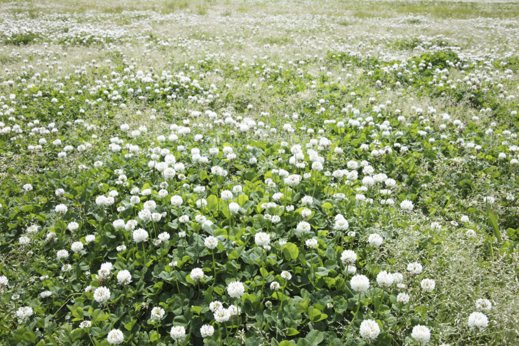 Die 7 beliebtesten begehbaren Bodendecker
