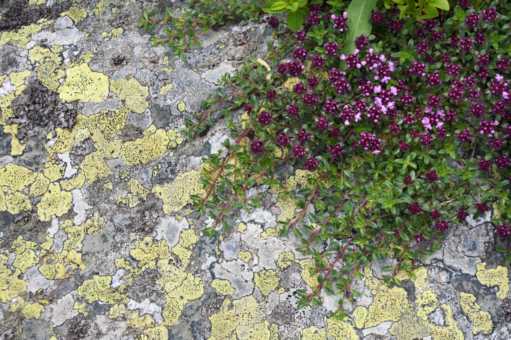 Die 7 beliebtesten begehbaren Bodendecker
