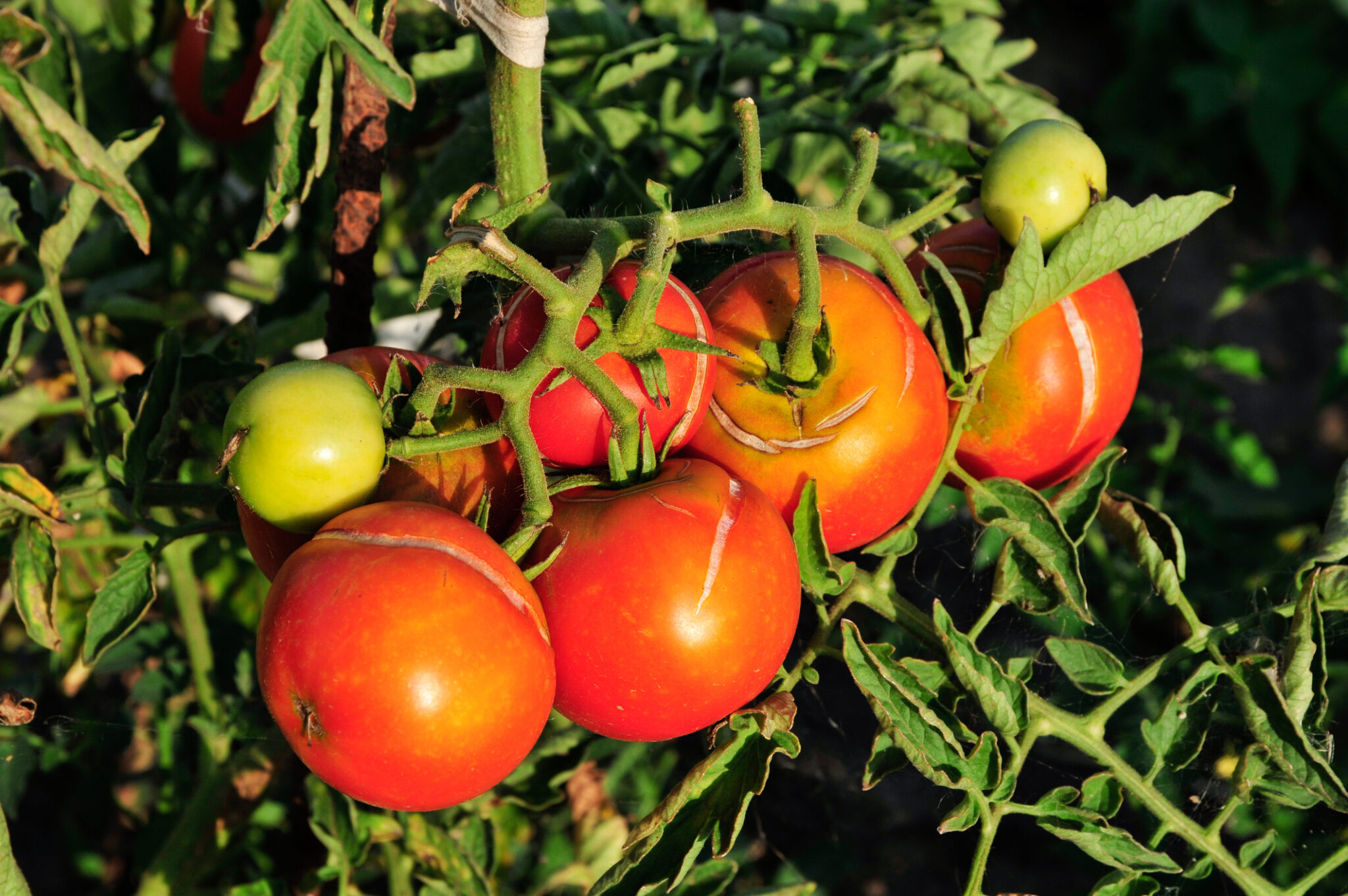 The 7 Most Popular Climacteric Fruits