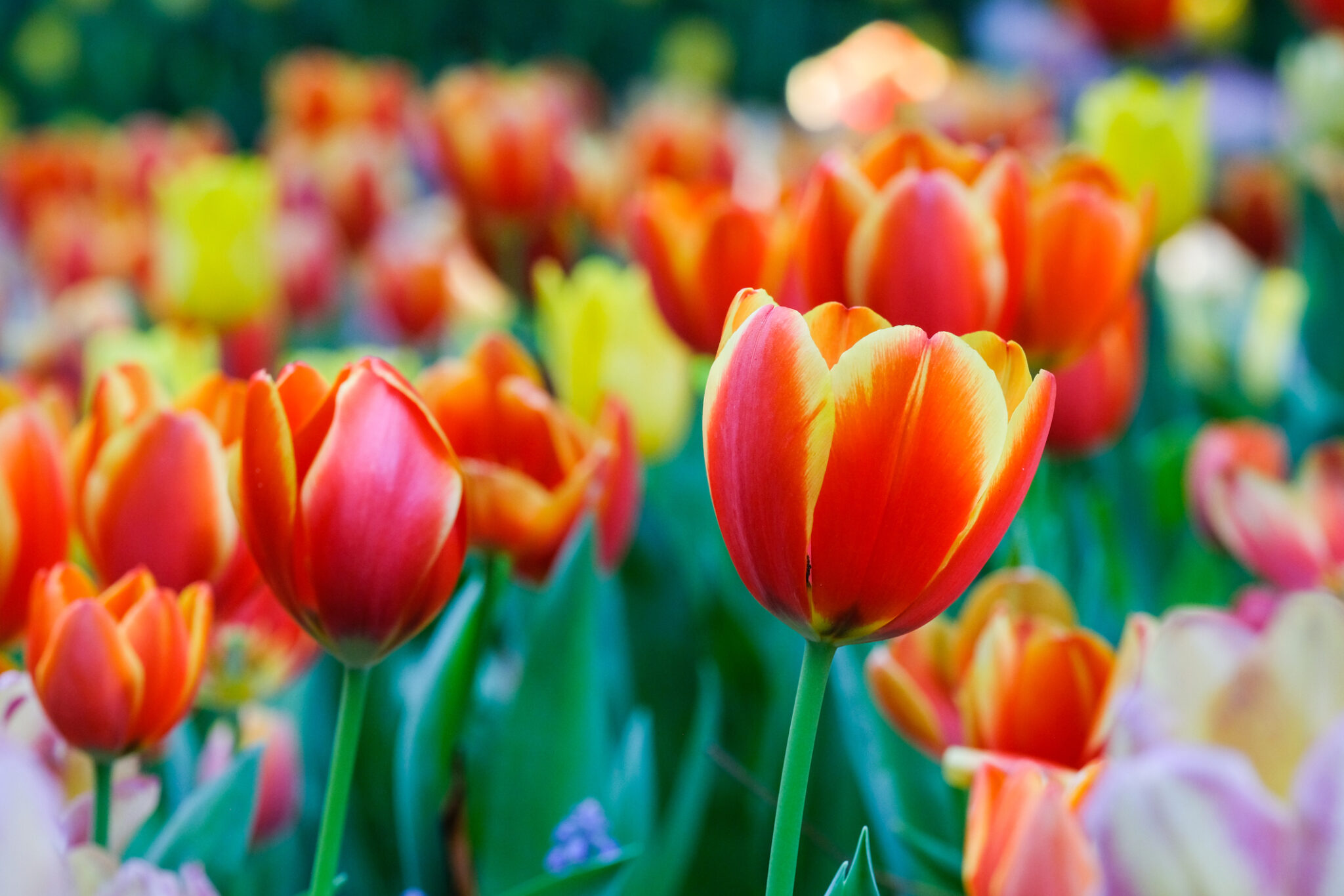 Die 7 beliebtesten mehrjährigen Blumen
