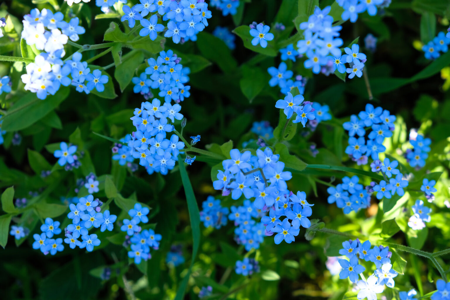 Die 7 beliebtesten Grabblumen