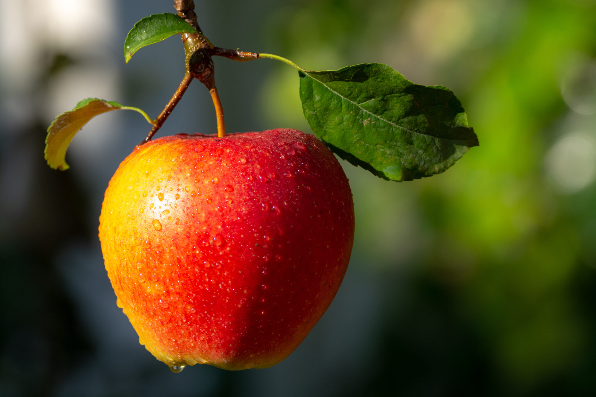Die 7 beliebtesten robusten Apfelsorten